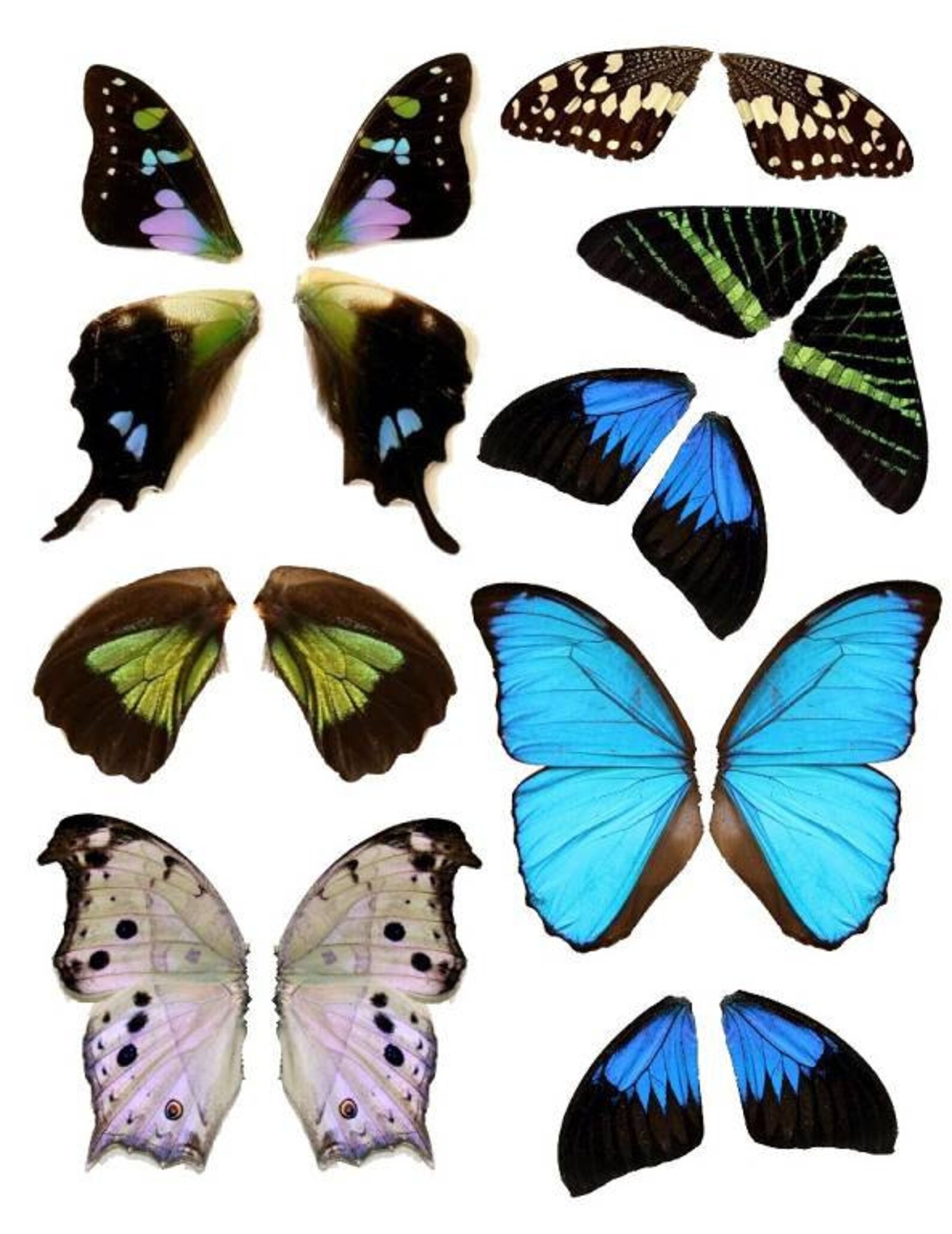 Digital Image Four Pages of Insect Butterfly Wings You Print Digital ...
