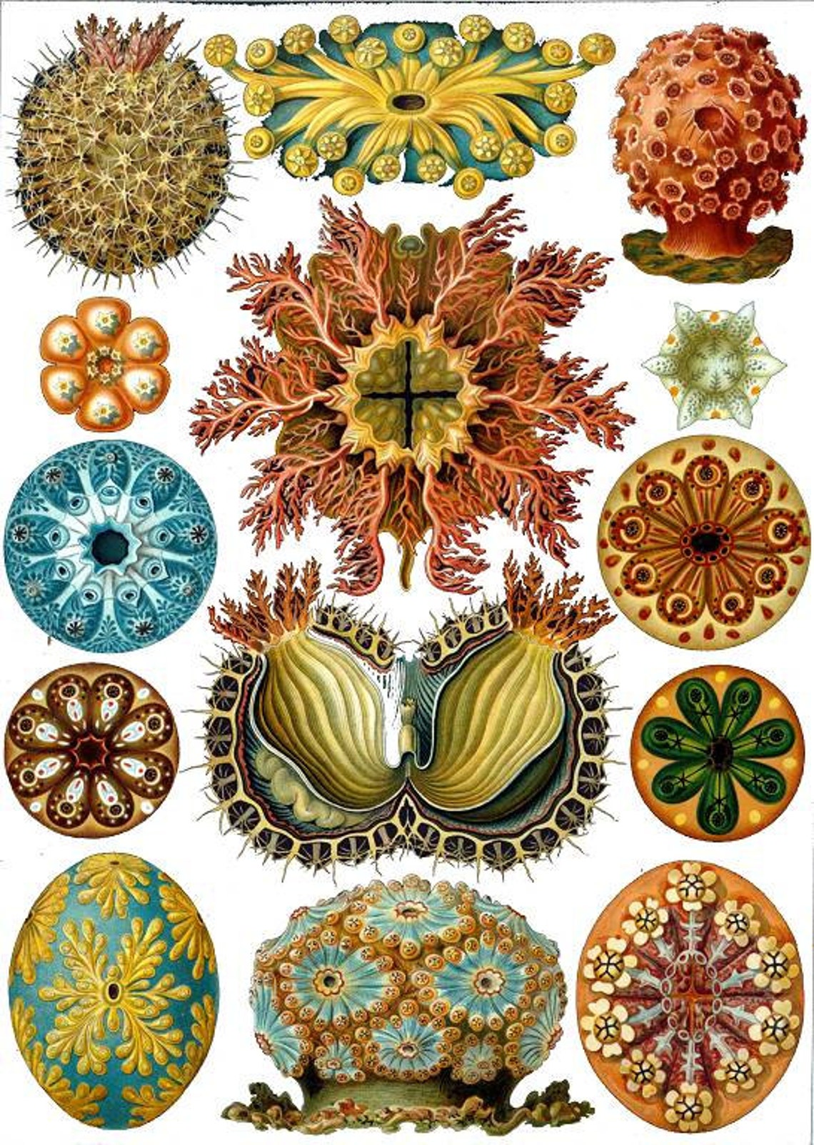 Digital Image Starfish Haeckel Ascidiae You Print Digital | Etsy