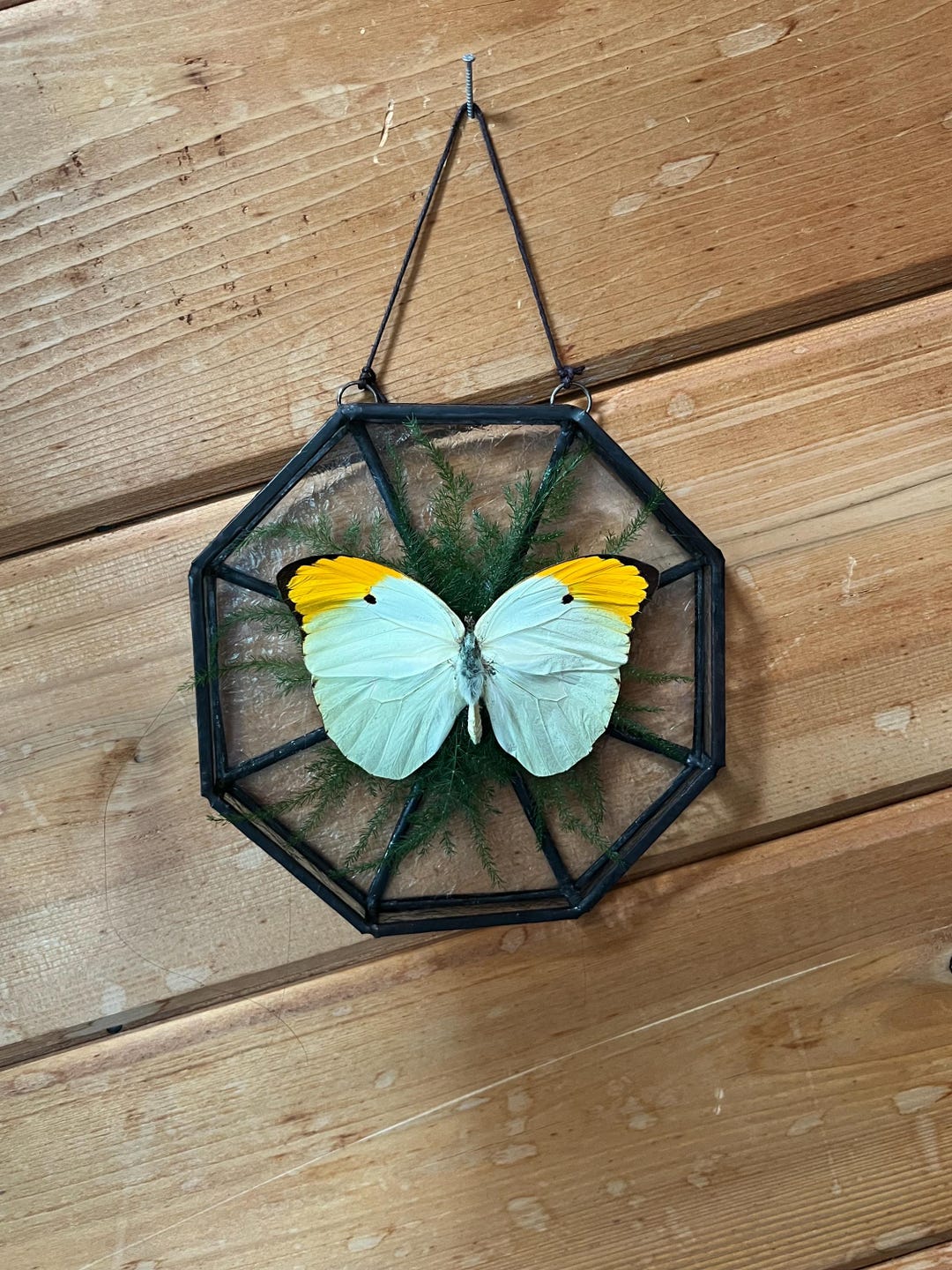 Real Pinned Butterfly Specimen - Etsy