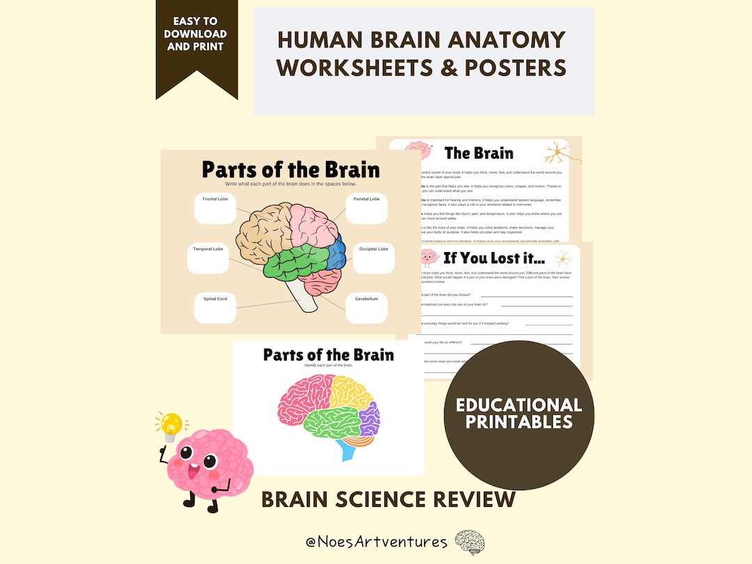 Human Brain Anatomy Worksheets Posters Educational Printables for ...