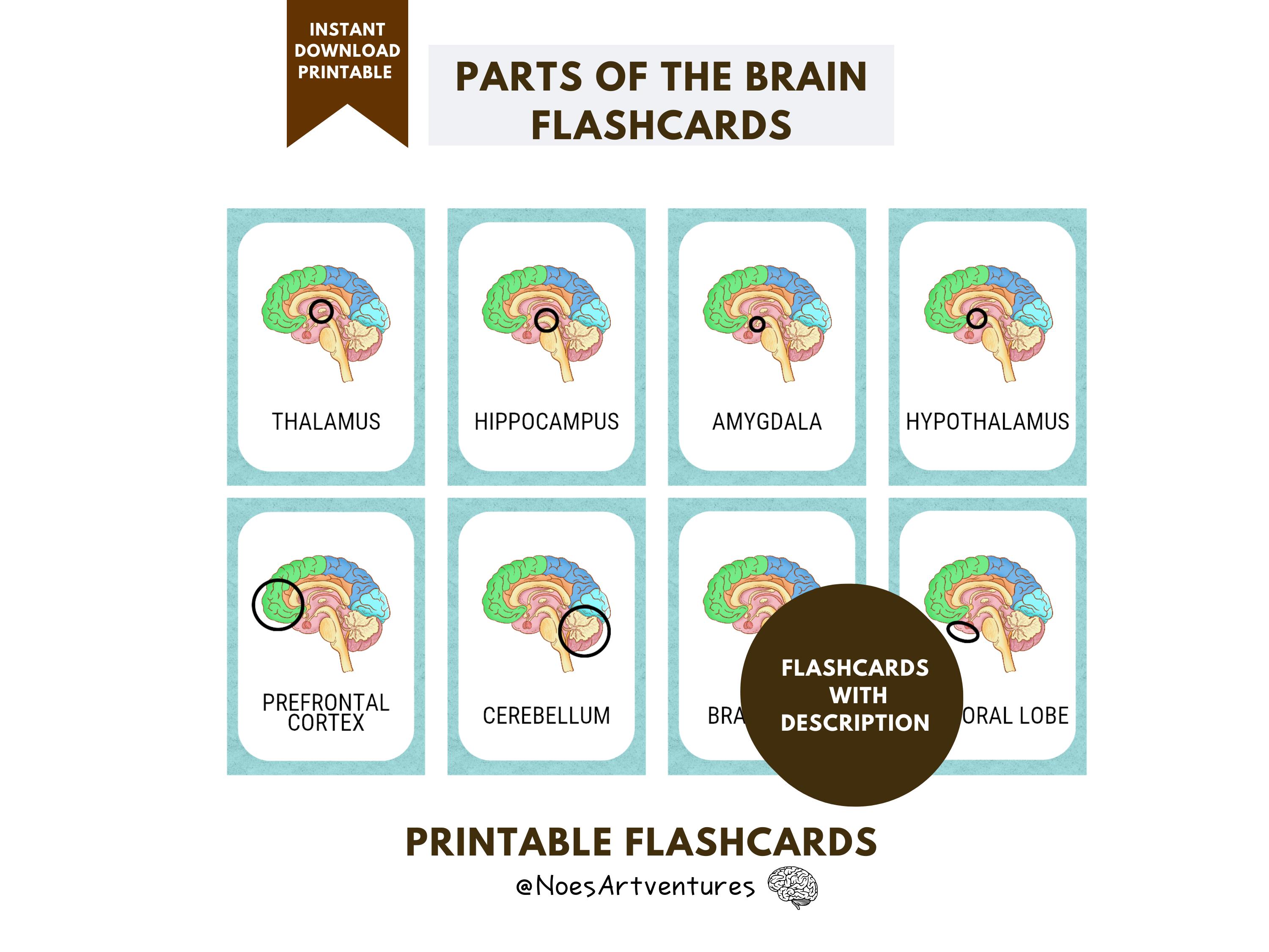 Human Brain Anatomy Flashcards With Functions Diagrams Neuroscience Study Brain Regions Brain ...