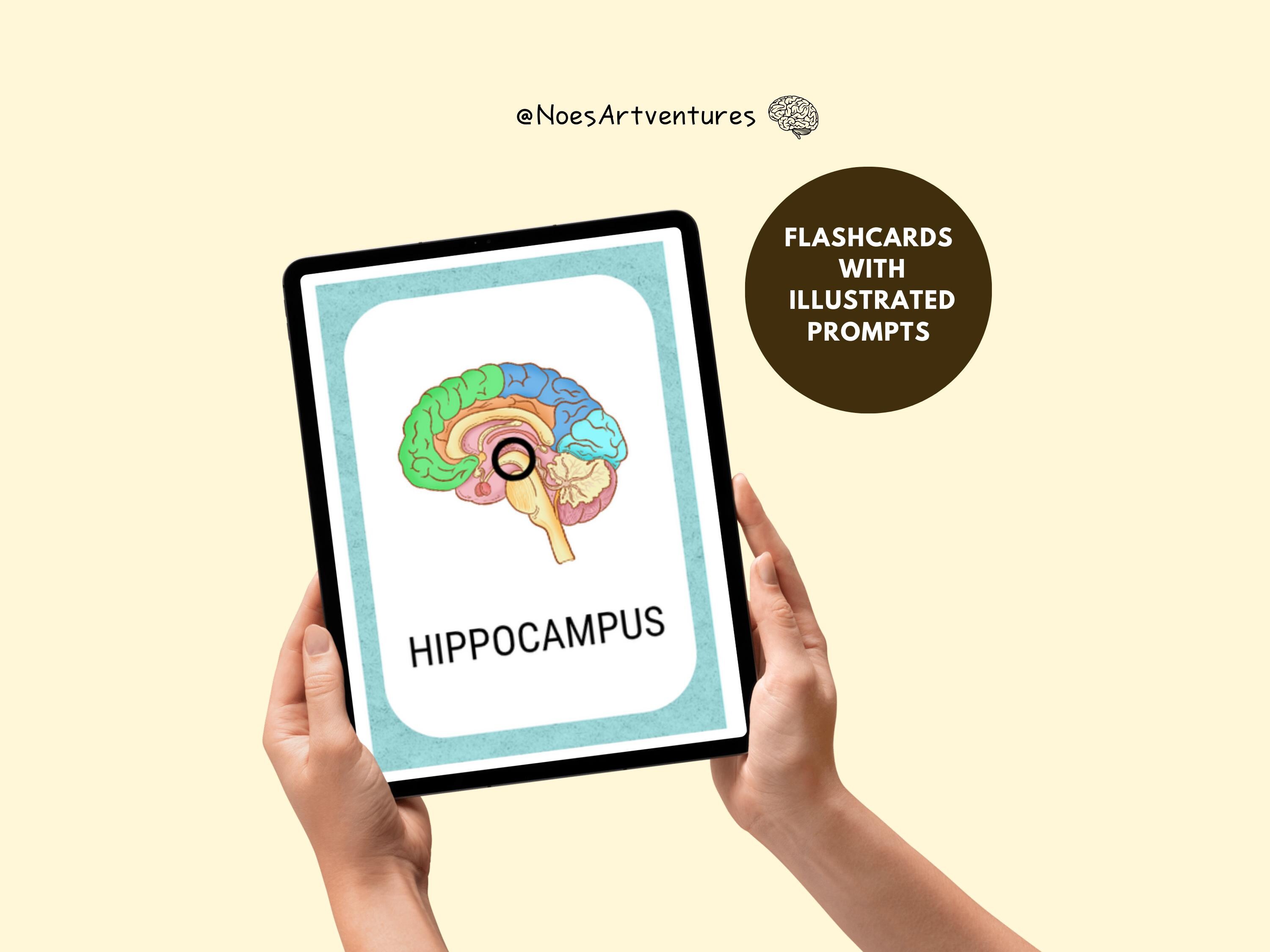 Human Brain Anatomy Flashcards With Functions Diagrams Neuroscience ...