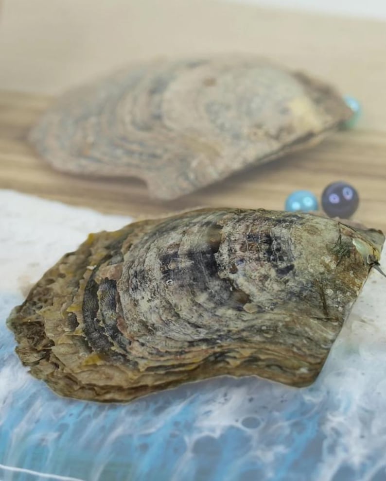 Akoya Pearl Oyster - Etsy