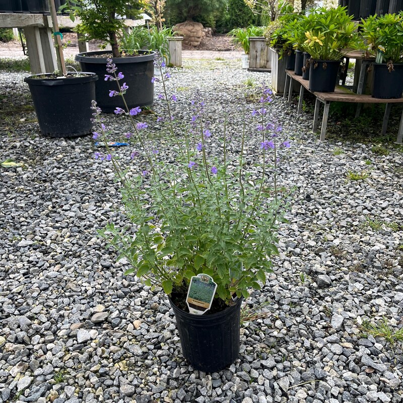 Walkers Low Catmint - Etsy