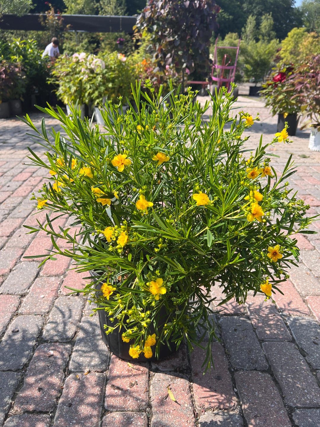 Gemo St. John's Wort | 2 Gallon Container | Hypericum Kalmianum 'gemo ...