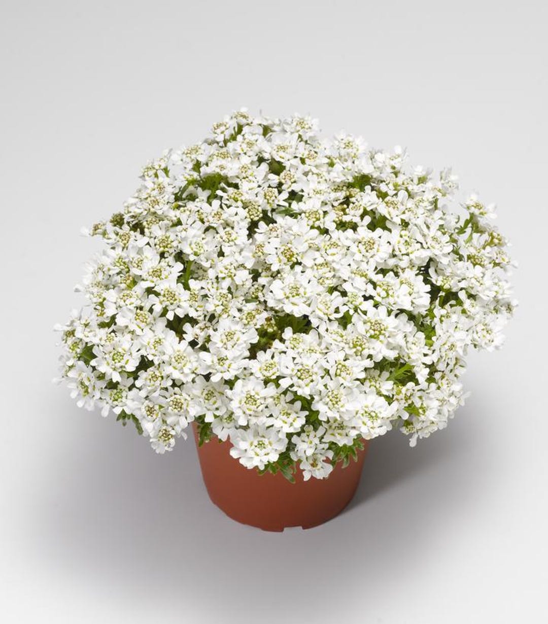Snowsurfer™ Forte Candytuft | 1 Gallon Container | Iberis Sempervirens ...
