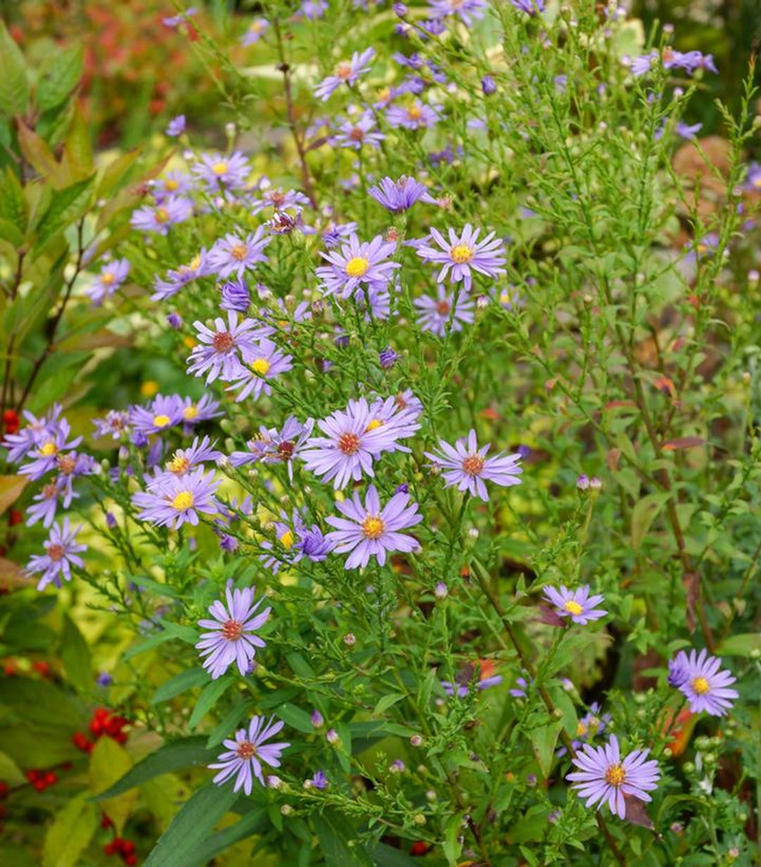 Smooth Aster | 1 Gallon Container | Aster Laeve - Etsy