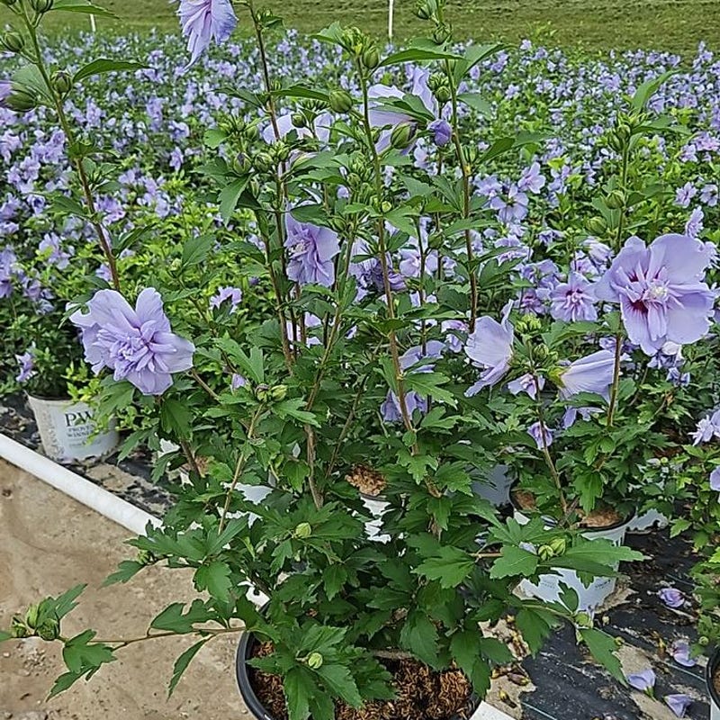 Rose of Sharon Plants - Etsy