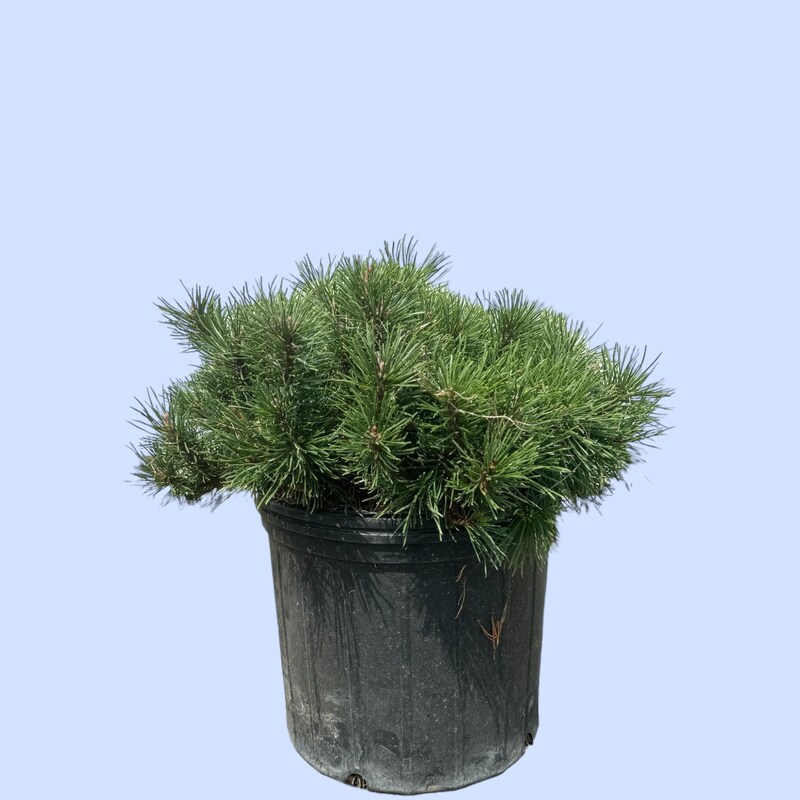 Mugo Pine - Etsy
