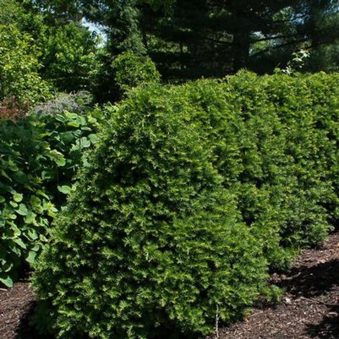 Technito® Arborvitae | 3 Gallon Container | First Editions | Thuja ...