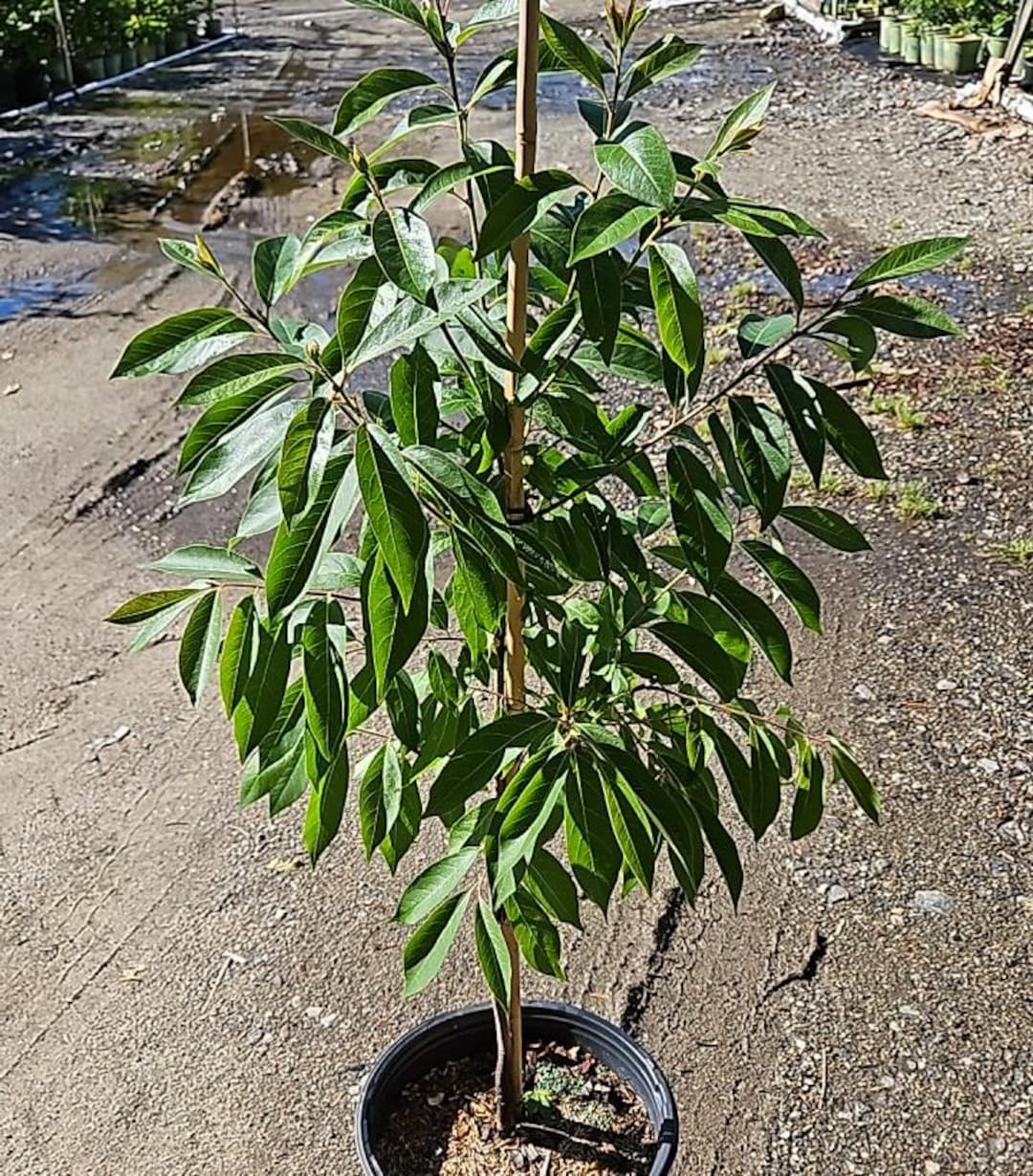 Persimmon Tree | 3 Gallon Container | Diospyros Virginiana - Etsy