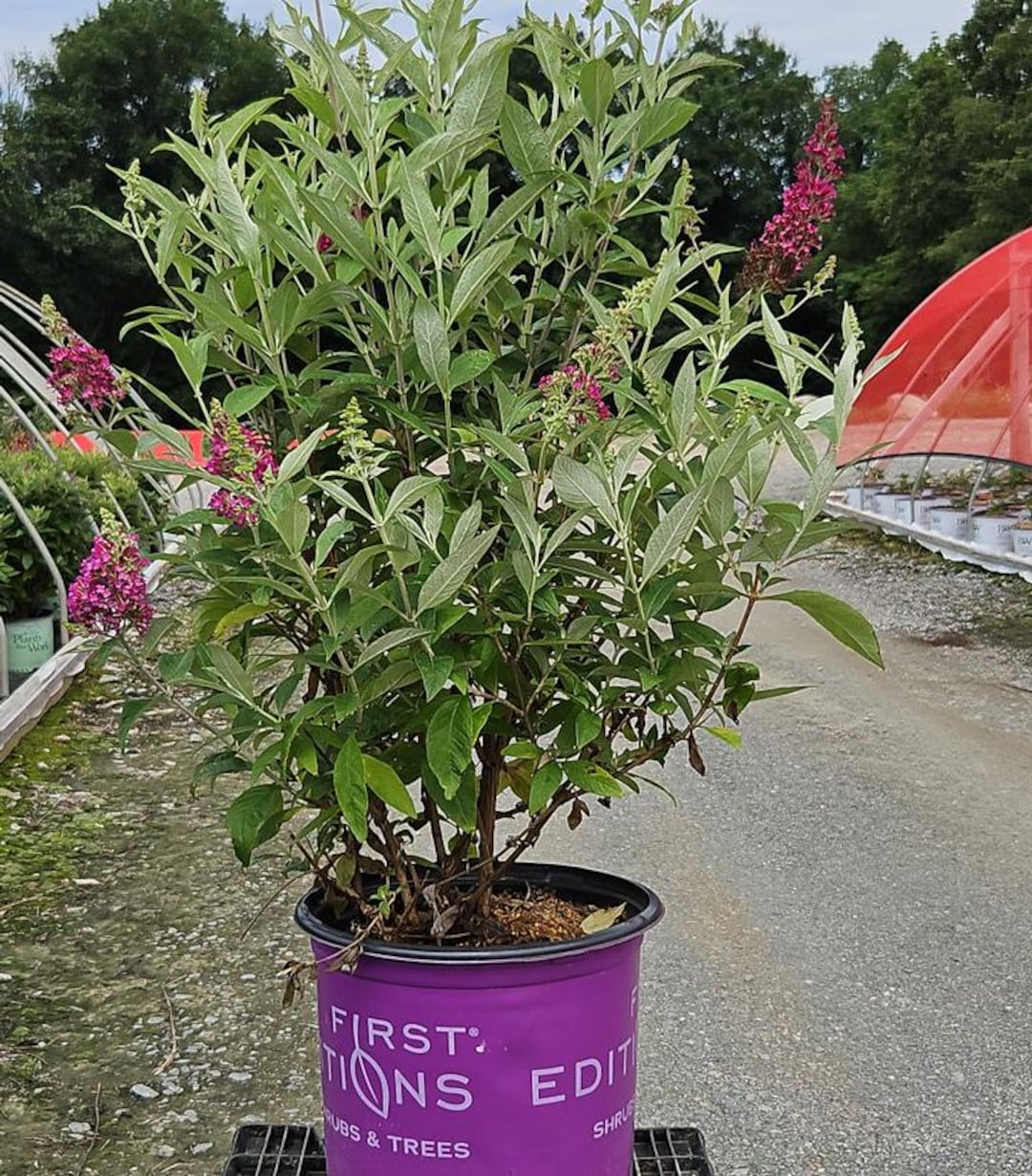 Funky Fuchsia™ Butterfly Bush | 3 Gallon Container | First Editions | Buddleia Davidii 'PIIBD-II ...