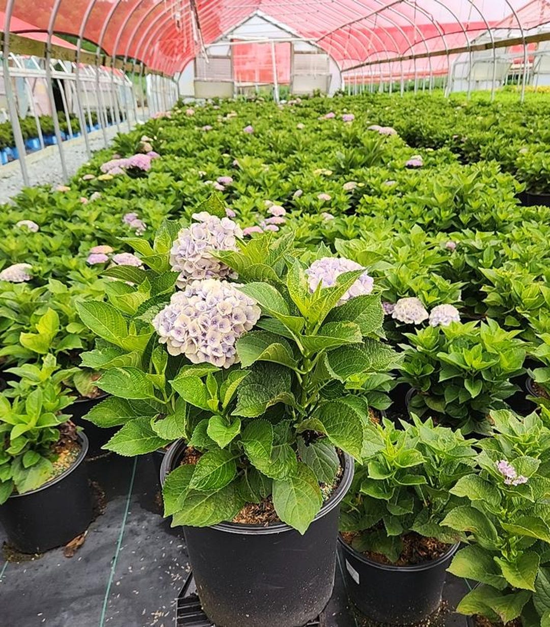 Magical® Everlasting Revolution Hydrangea | #3 Container | Hydrangea ...