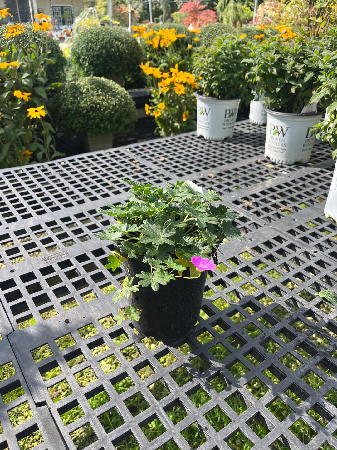 Max Frei Cranesbill Geranium | 1 Gallon Container | Geranium 'max Frei ...