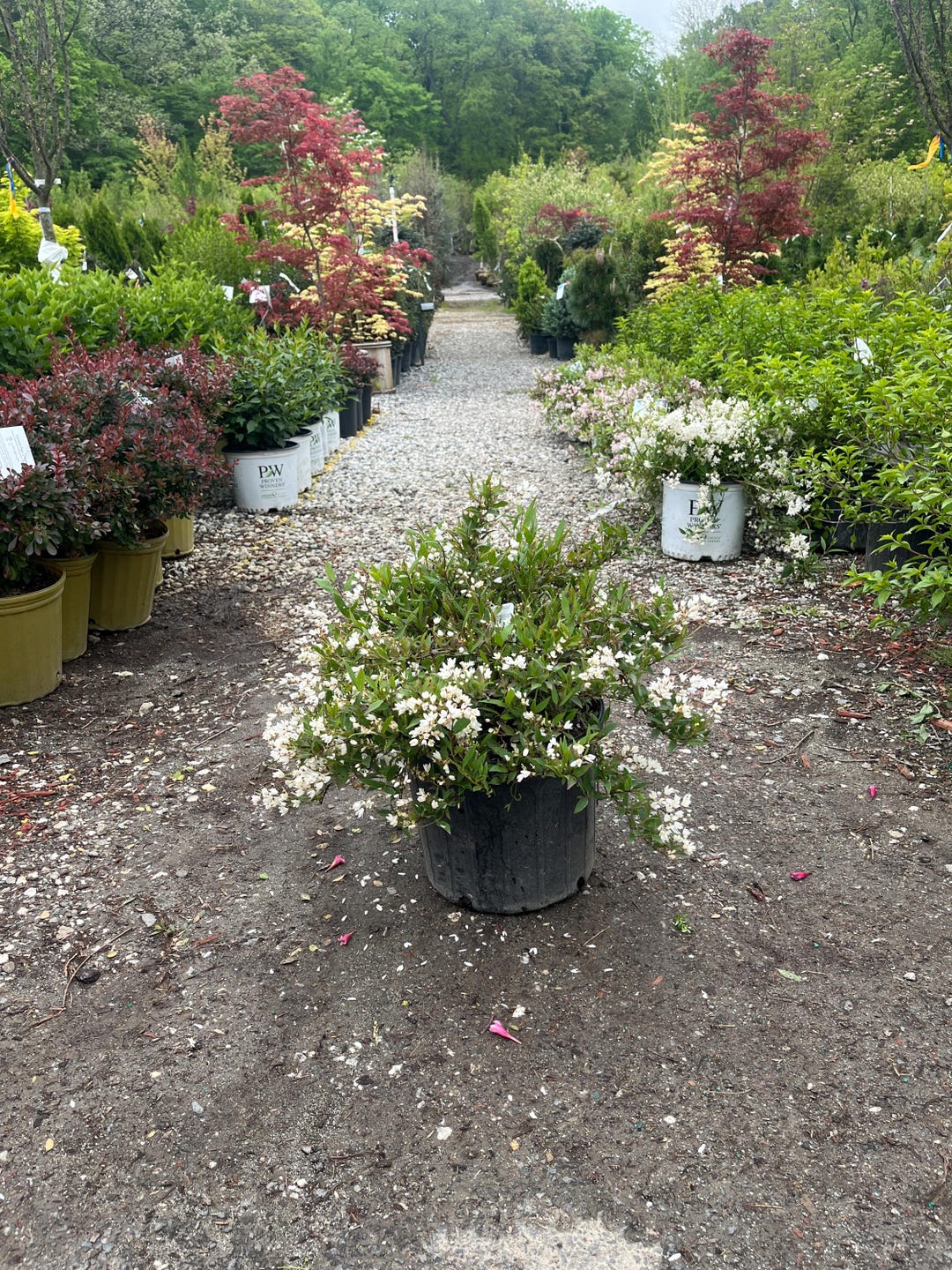 Nikko Deutzia | 2 or 3 Gallon Container | Deutzia Gracilis 'nikko' - Etsy
