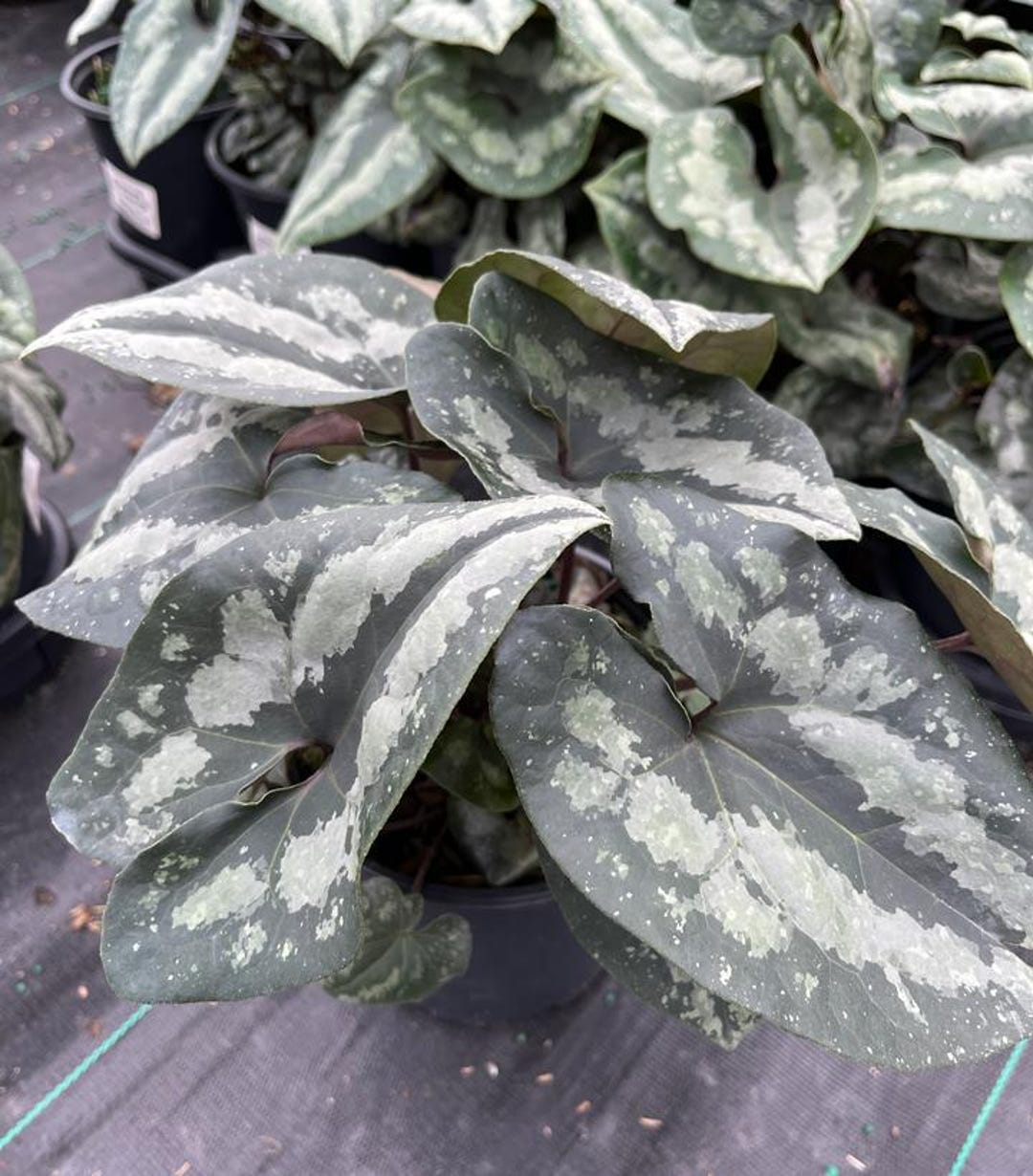 Chinese Wild Ginger | 1 Gallon Container | Asarum Splendens - Etsy