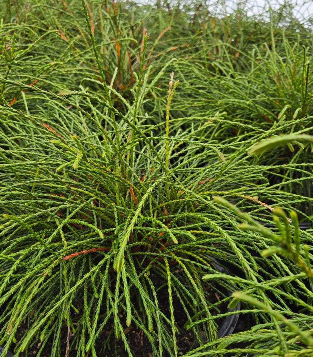 Whipcord Western Red Cedar | 3 Gallon Container | Live Potted Plant ...