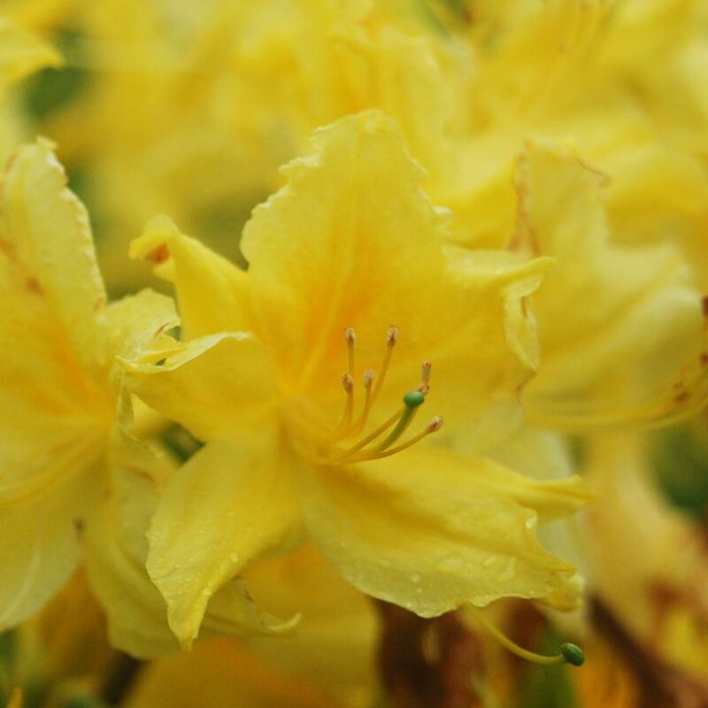 Yellow Azalea Plants - Etsy