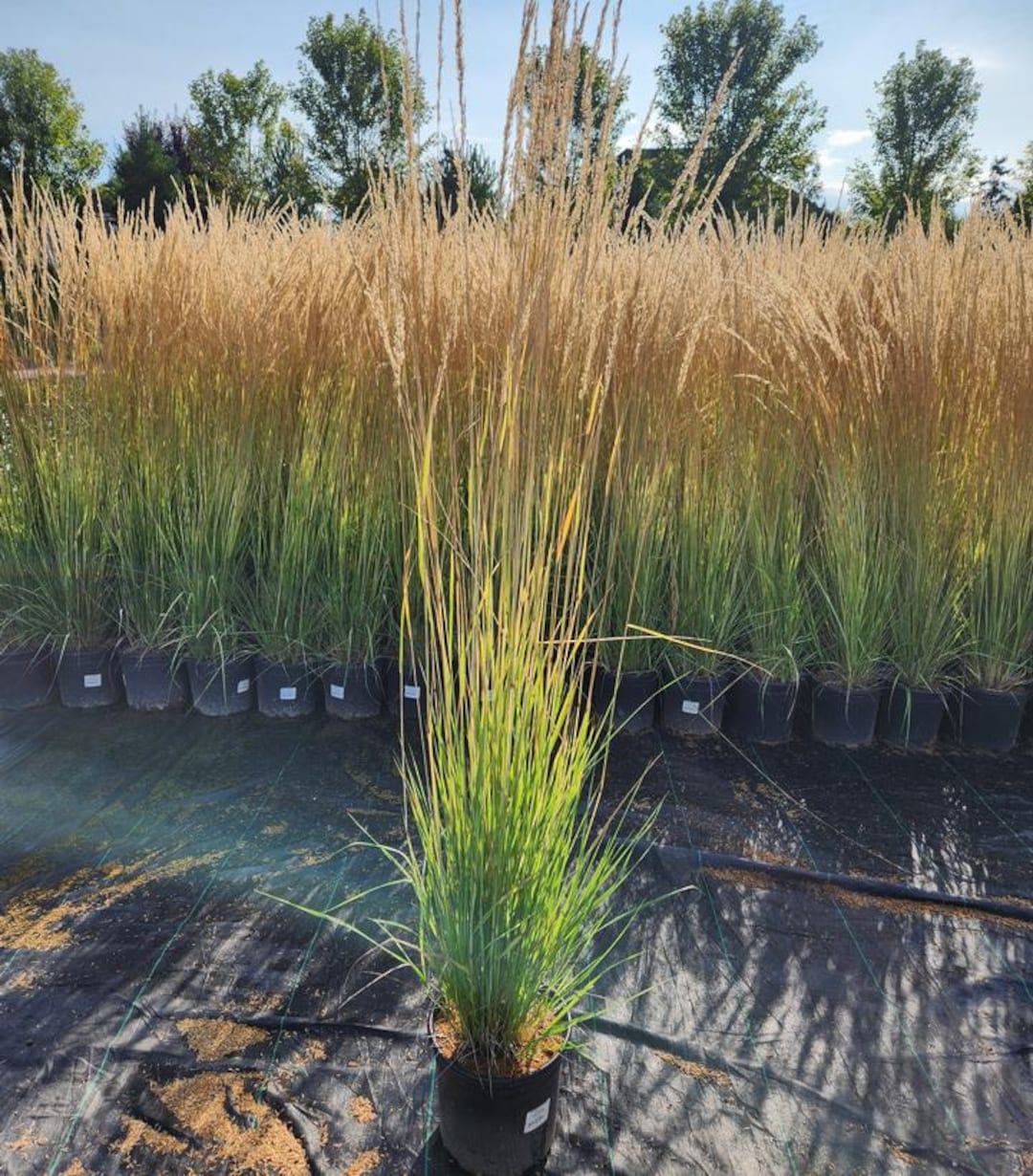 Avalanche Feather Reed Grass | 2 Gallon Container | Calamagrostis ...
