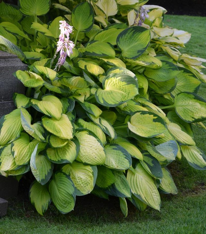 Gold Standard Hosta | 2 Gallon Container | Hosta 'gold Standard' - Etsy
