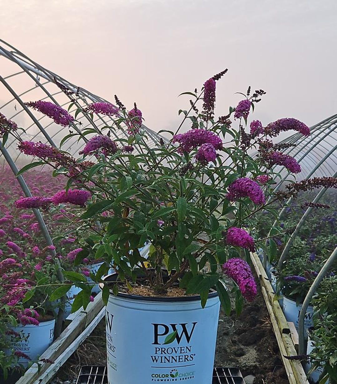 Miss Ruby Butterfly Bush | 3 Gallon Container | Proven Winners | Buddleia X 'miss Ruby' USPP ...