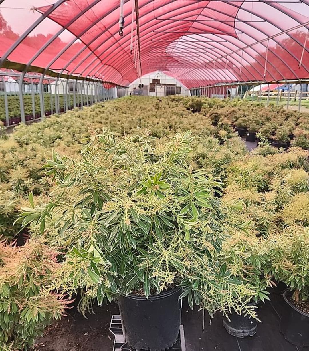 Passion Party™ Pink Frost Andromeda | 2 Gallon Container | Pieris ...