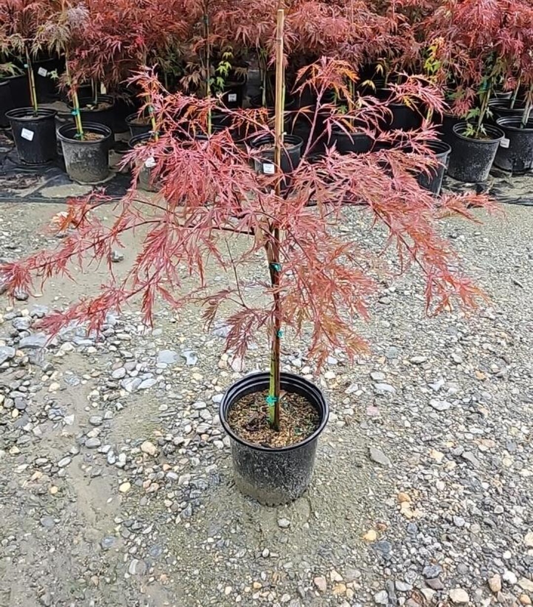 Red Dragon Weeping Japanese Maple | 2 or 3 Gallon Container | Acer ...
