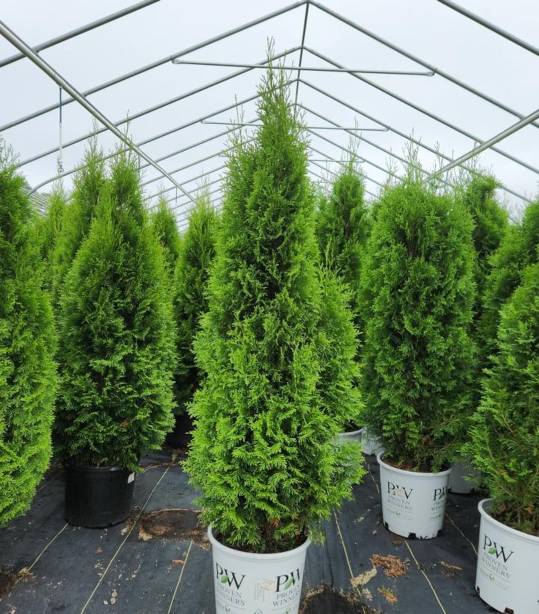 North Pole® Arborvitae | 3 Gallon Container | Proven Winners | Thuja ...