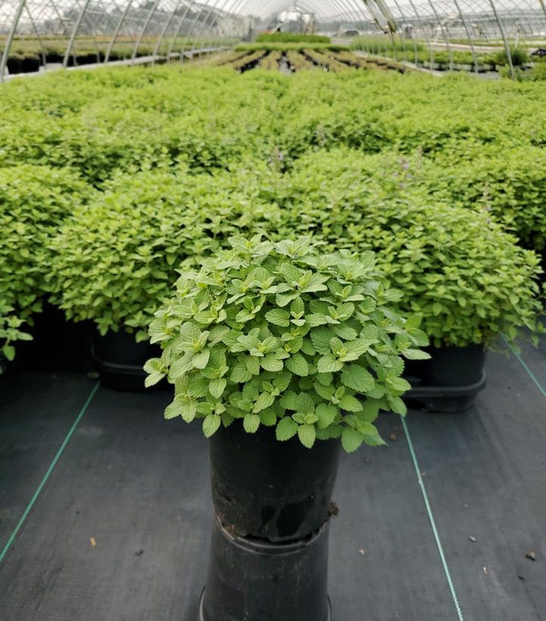 Blue Wonder Catmint | 1 or 2 Gallon Container | Nepeta Muss. 'blue ...