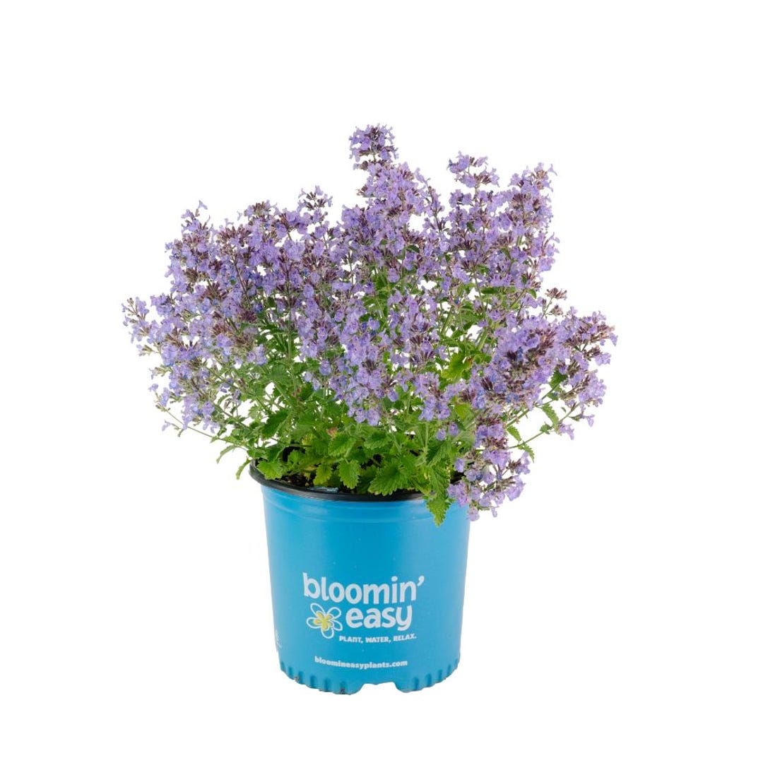Sylvesterblue™ Catmint | 8" Pot | Bloomin Easy | Nepeta X Sylvesterblue ...