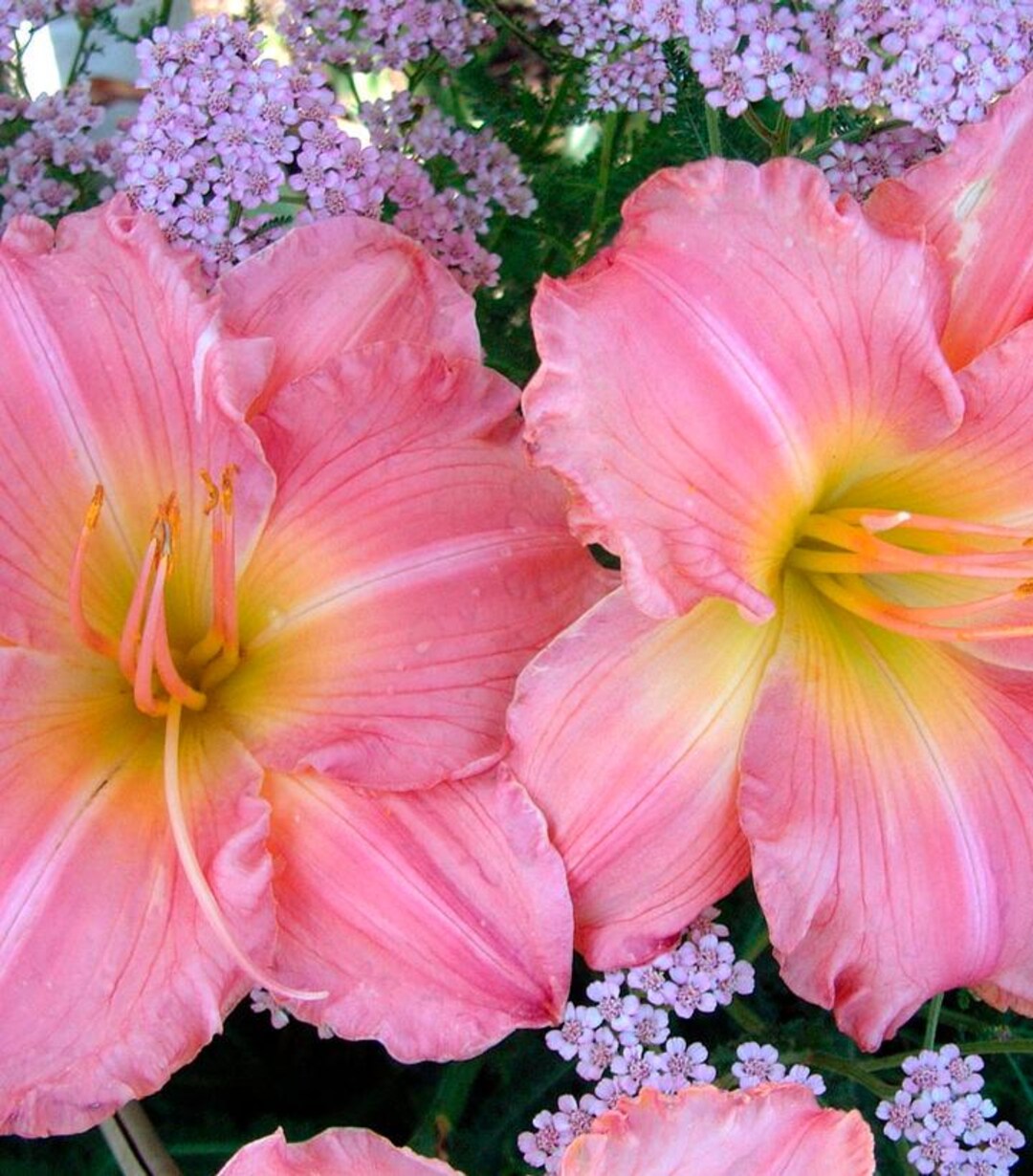 Jolyene Nichole Daylily | 1 Gallon Container | Hemerocallis 'jolyene ...