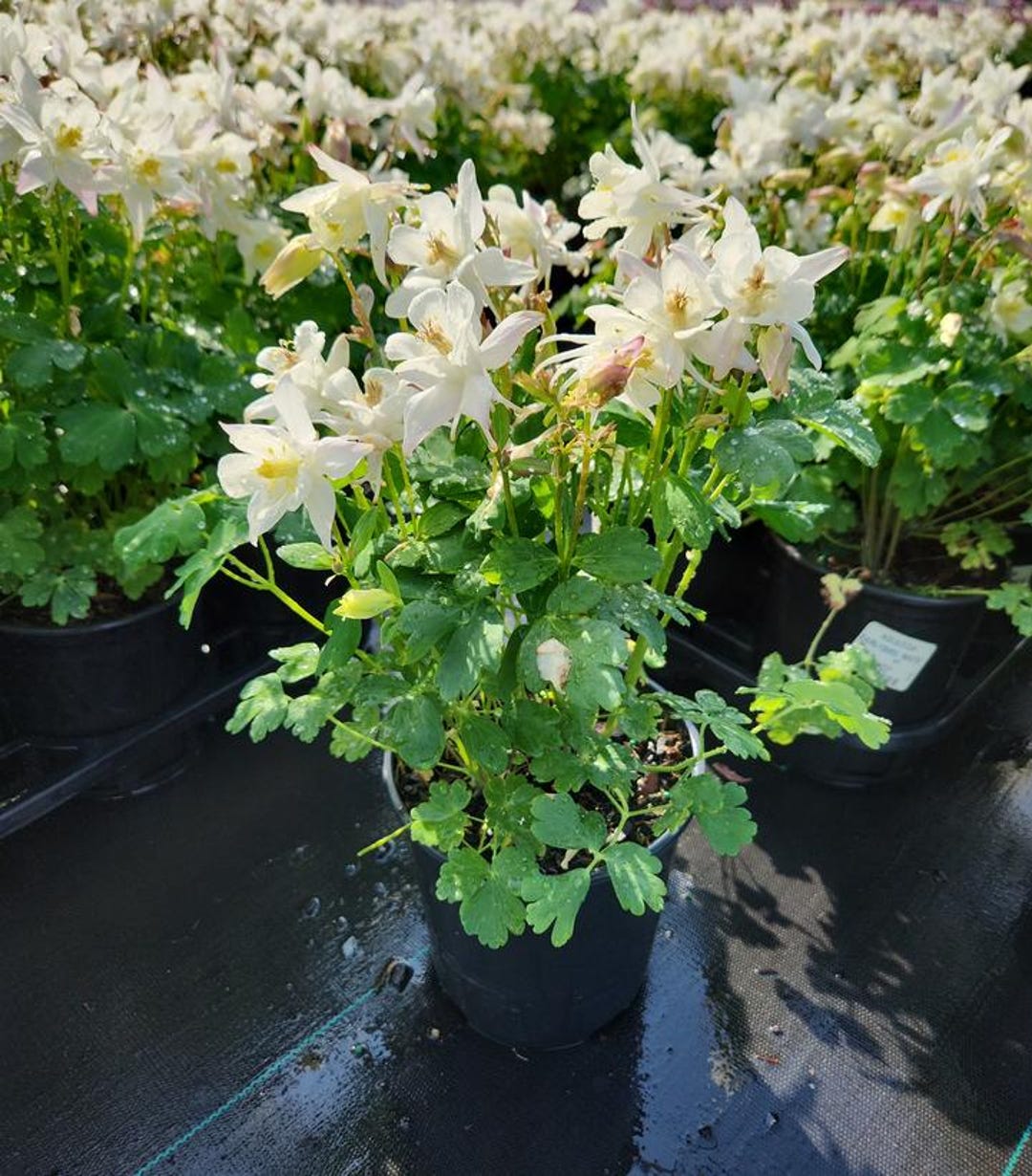 Earlybird™ White Columbine | 1 Gallon Container | Aquilegia 'earlybird ...