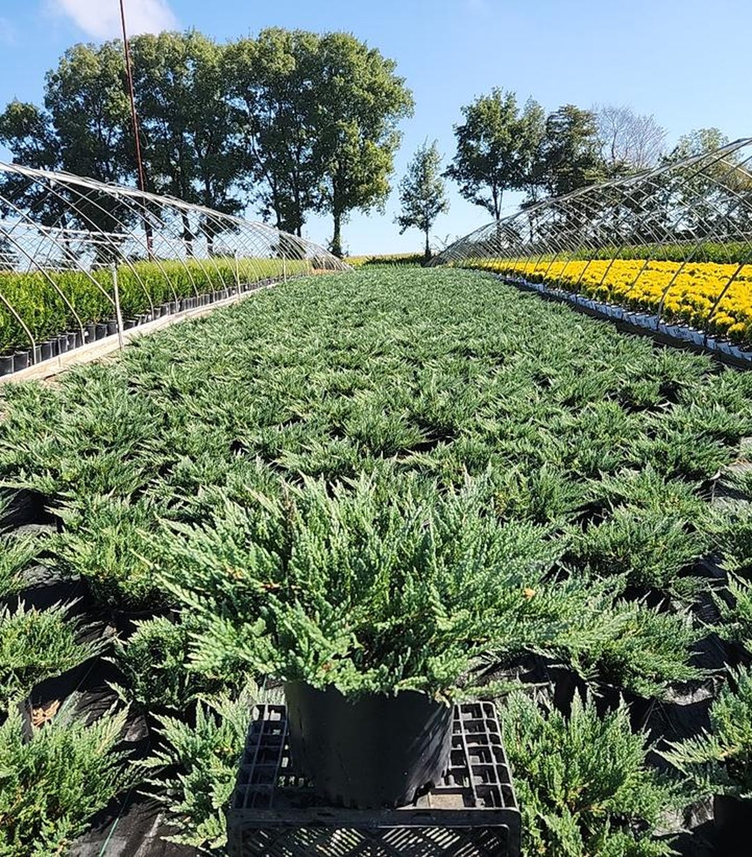 Blue Chip Juniper | 3 Gallon Container | Juniperus Horizontalis 'blue ...