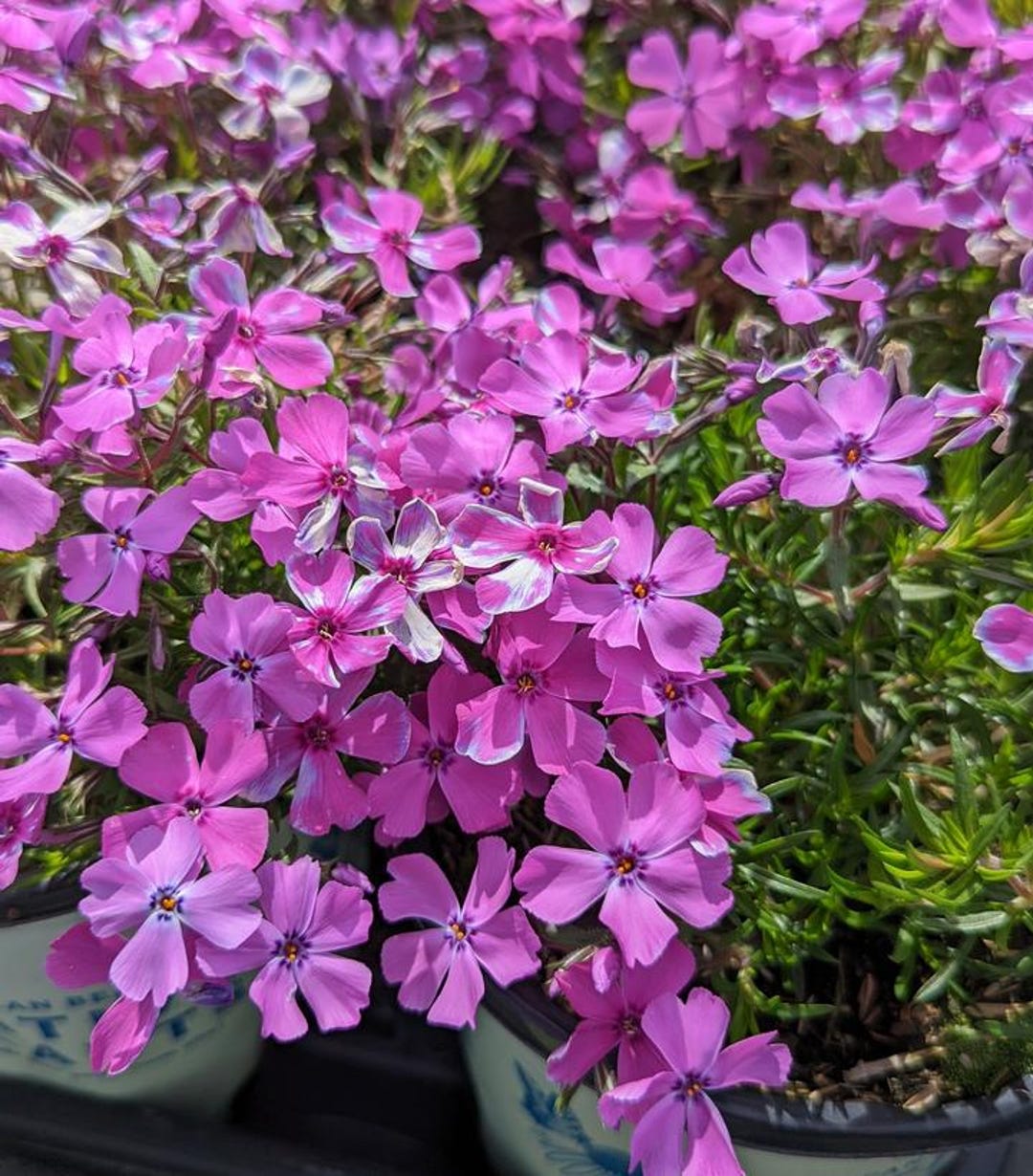 Spring Purple Moss Phlox | 1 Gallon Container | Live Potted Plant ...