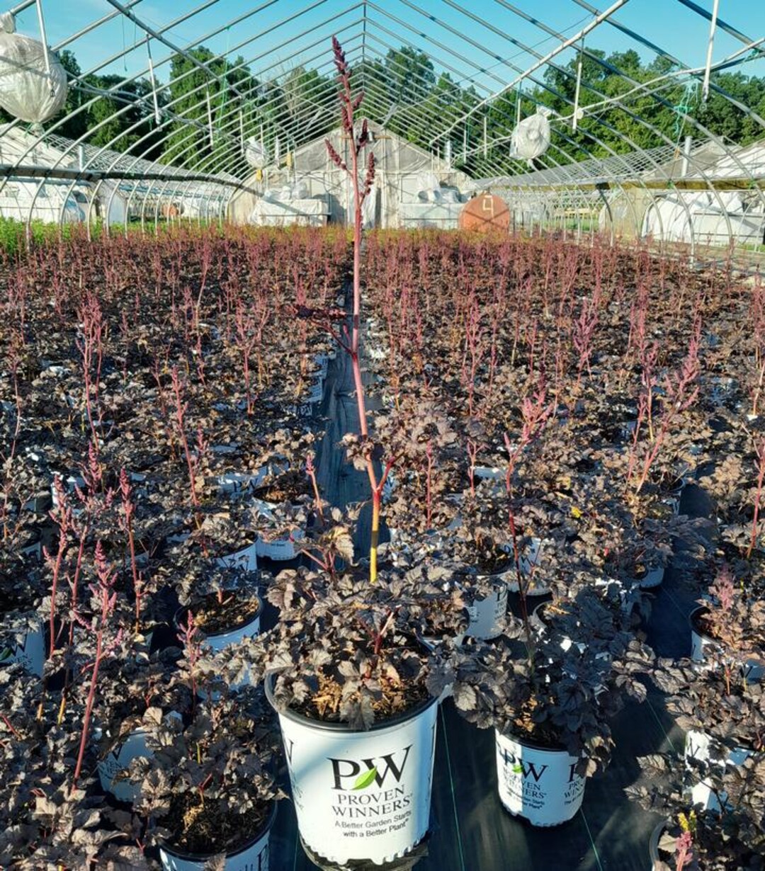 Dark Side of the Moon Astilbe | 2 Gallon Container | Astilbe Chinensis ...