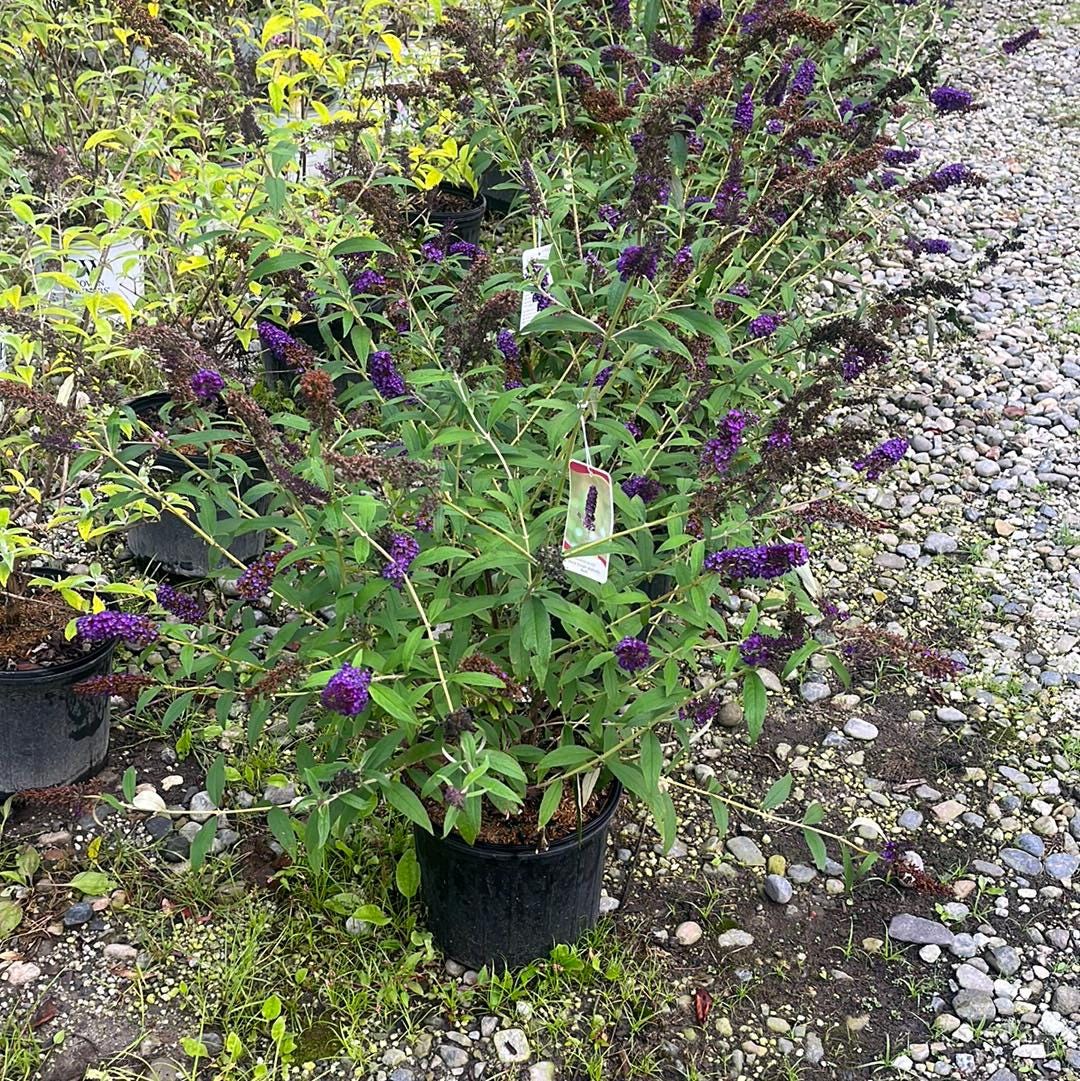 Black Knight Butterfly Bush | 3 Gallon Container | Buddleia Davidii 'black Knight' - Etsy