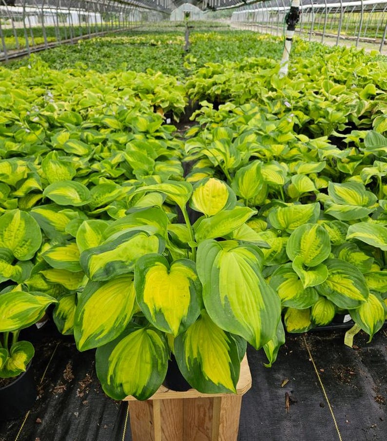 Enchiladas Hosta | 1 Gallon Container | Hosta 'enchiladas' - Etsy