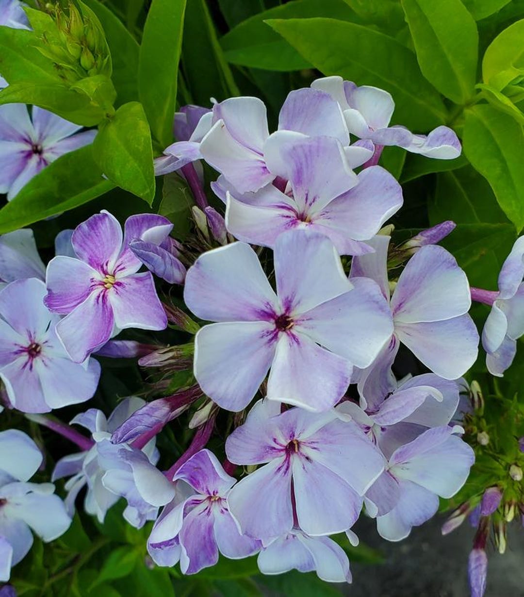 Volcano® Lilac Splash Garden Phlox | 1 Gallon Container | Phlox ...