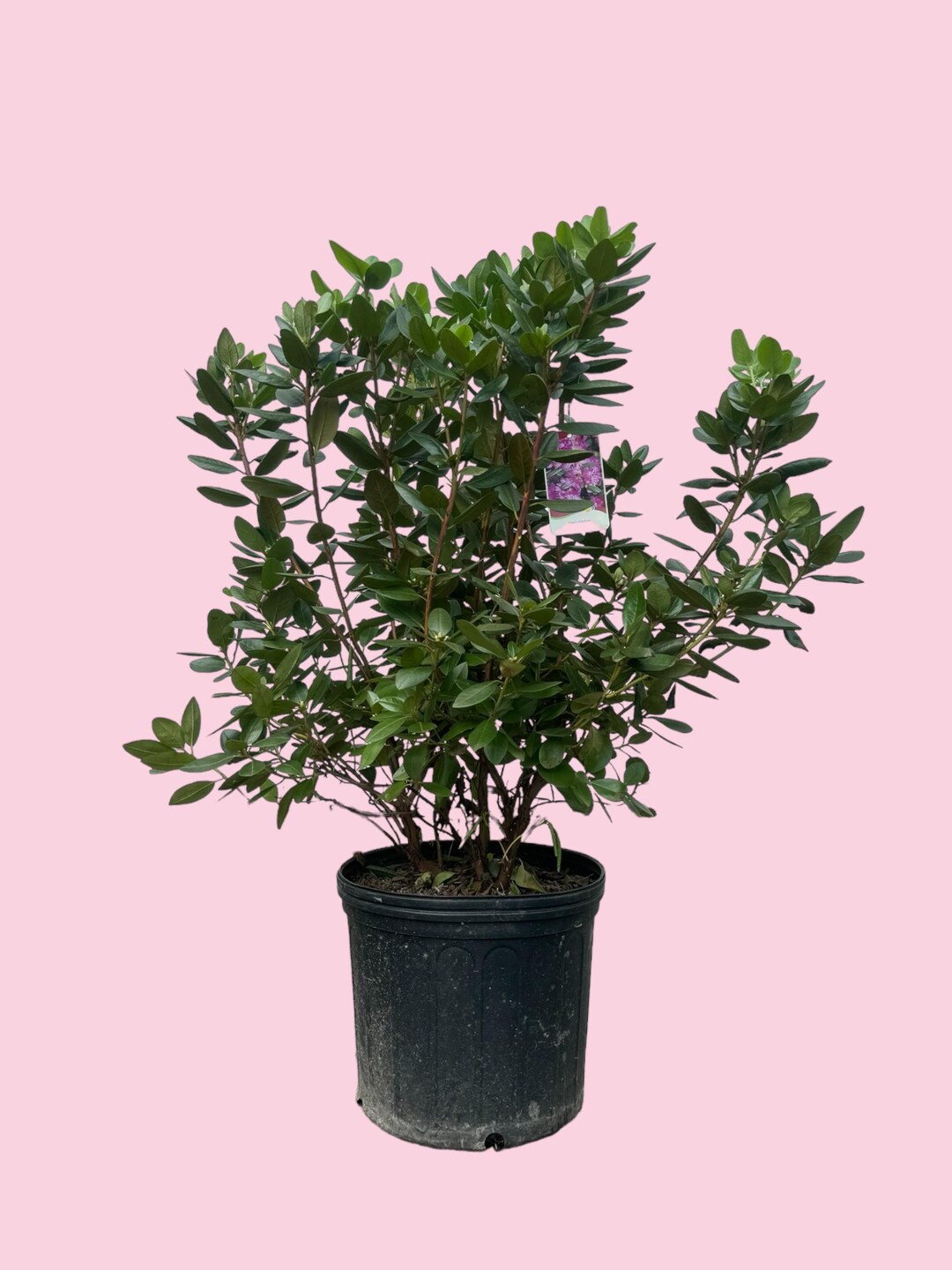 PJM Elite Star Rhododendron | 3 Gallon Container | Rhododendron X 'PJM ...