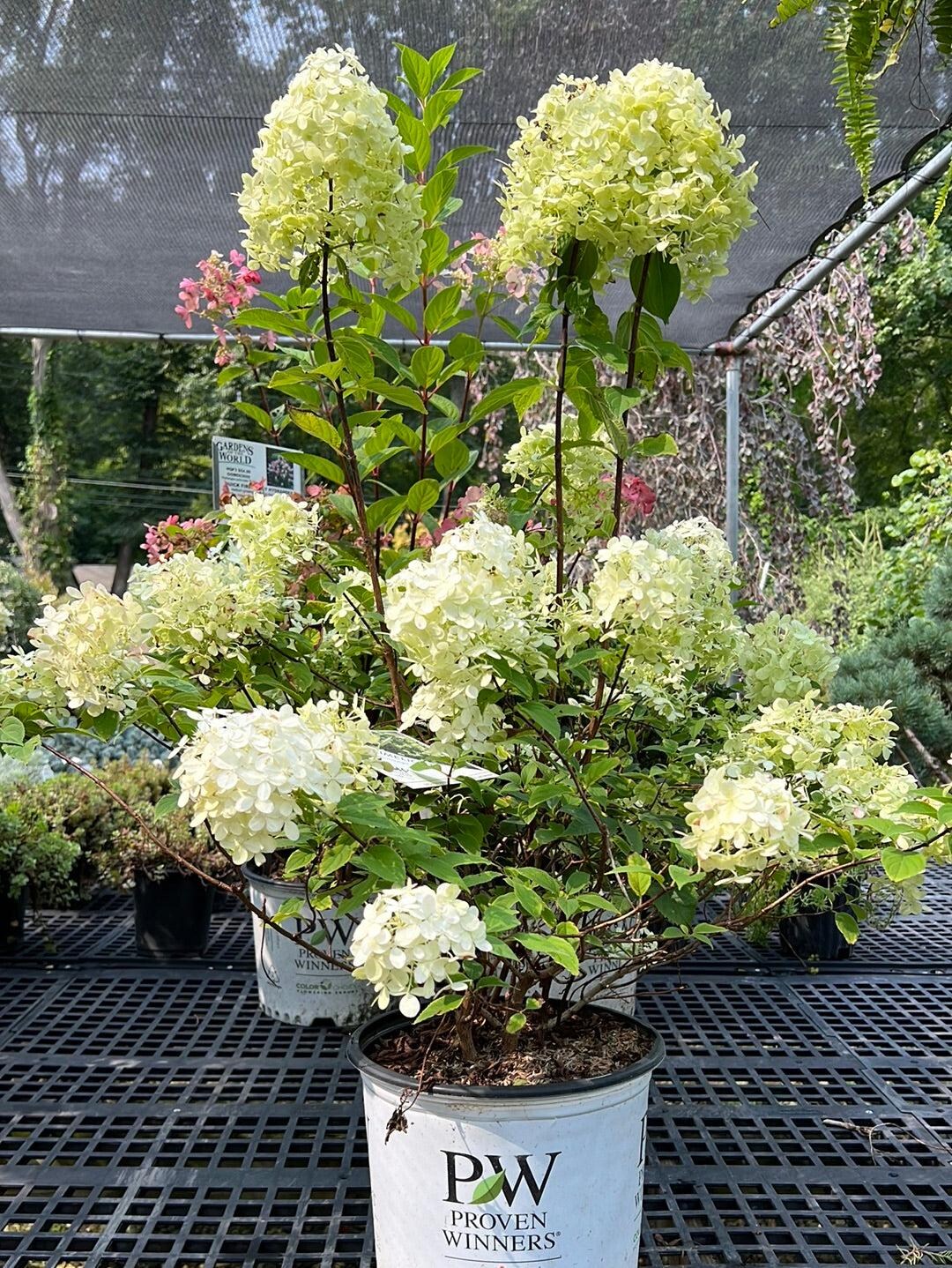Limelight Hydrangea | 2 or 3 Gallon Container | Proven Winners ...