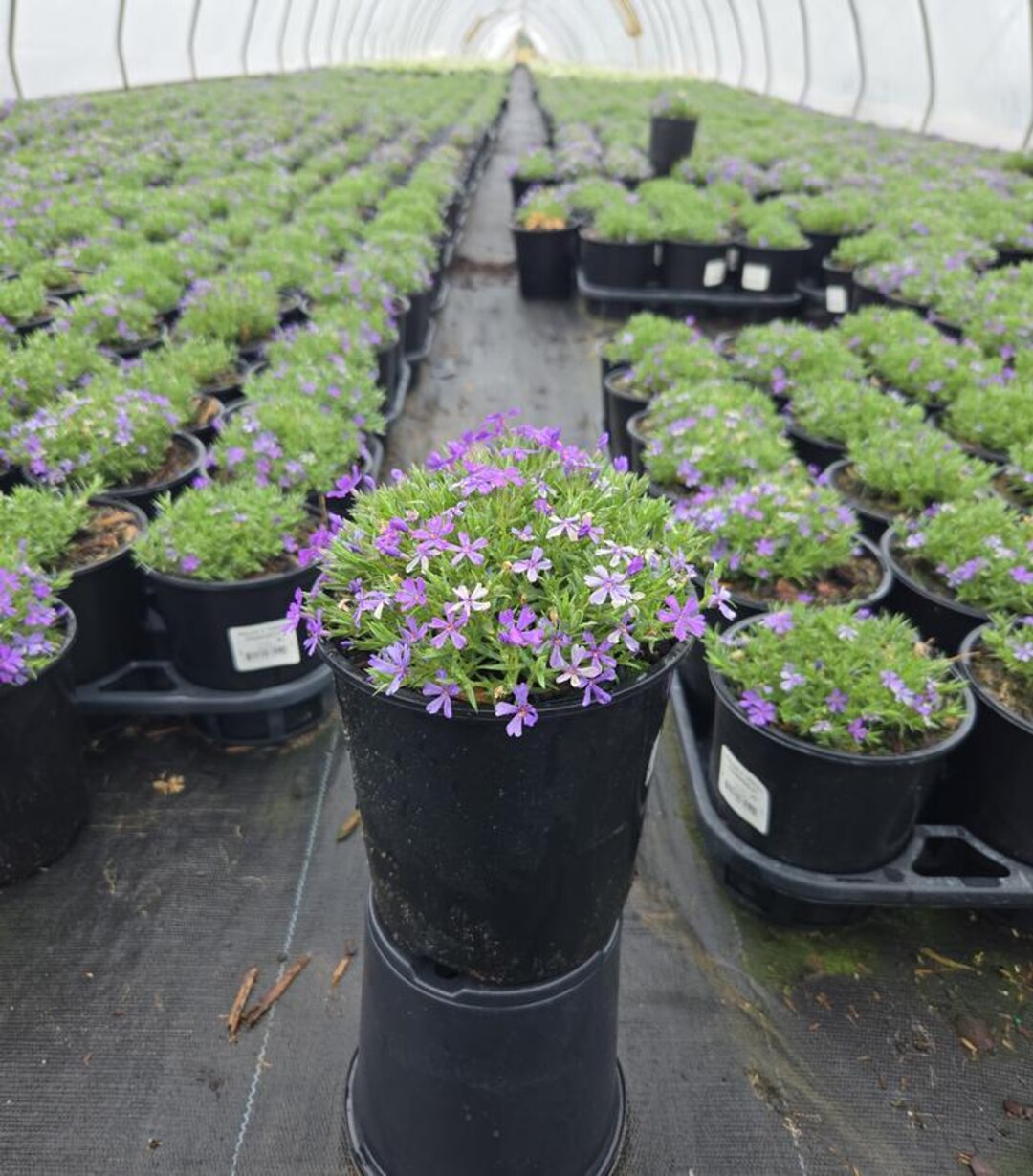 Violet Pinwheels Creeping Phlox | #1 Container| Live Potted Plant ...