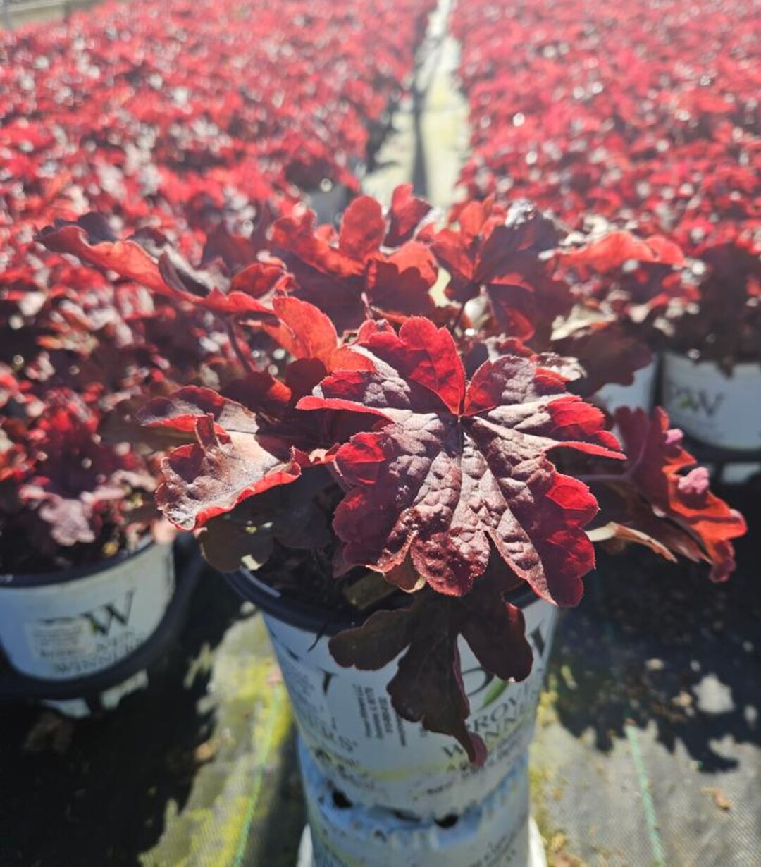 Fun and Games® Red Rover Foamy Bells | 1 Gallon Container | Proven ...