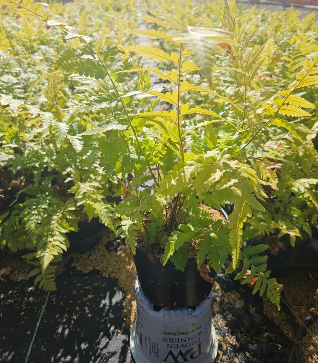 Dixie Wood Fern | 1 Gallon Container | Dryopteris X Australis - Etsy