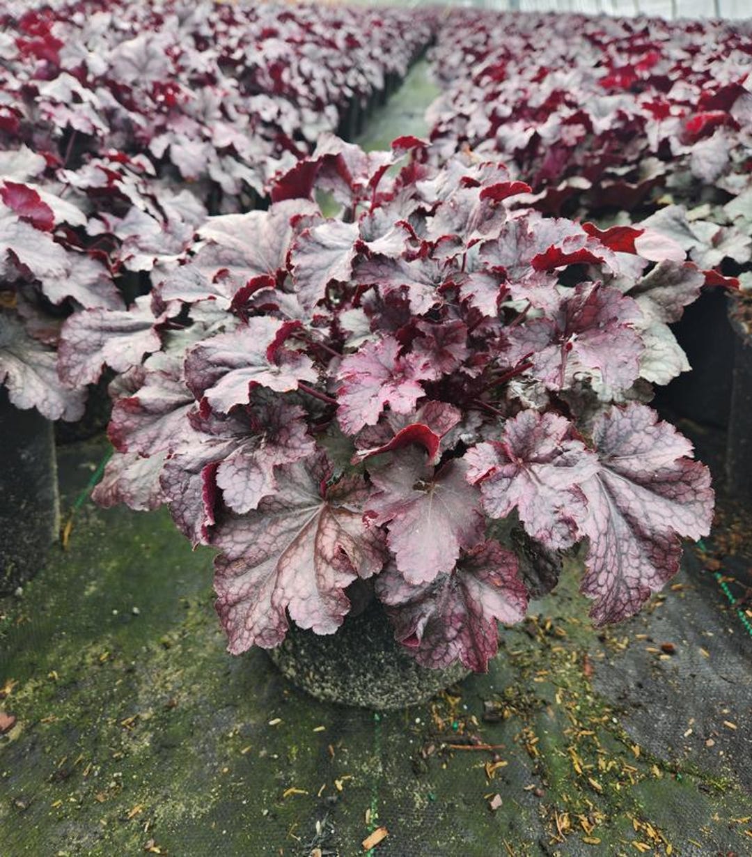 Primo™ Wild Rose Coral Bells | 1 Gallon Container | Proven Winners ...