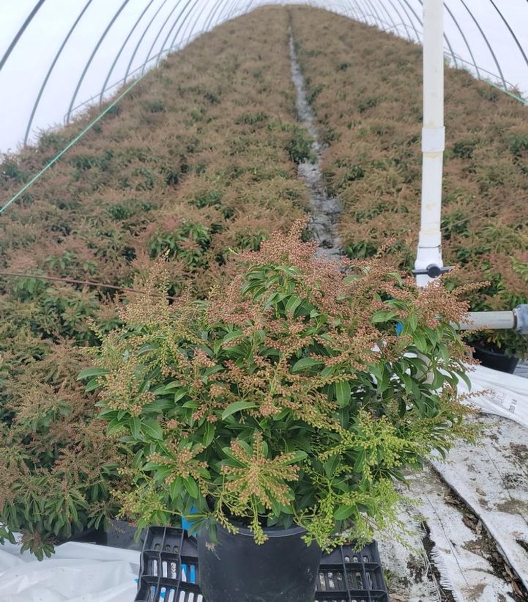 Passion Party™ Passion Andromeda | 2 Gallon Container | Pieris Japonica ...