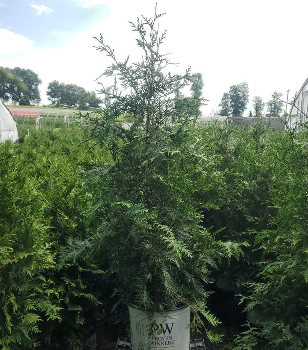 Spring Grove® Western Arborvitae | 3 Gallon Container | Proven Winners ...