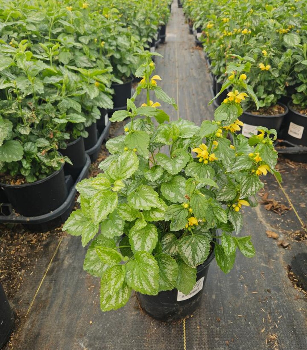 Variegated Archangel | #1 Container | Lamiastrum Galeobdolon ...