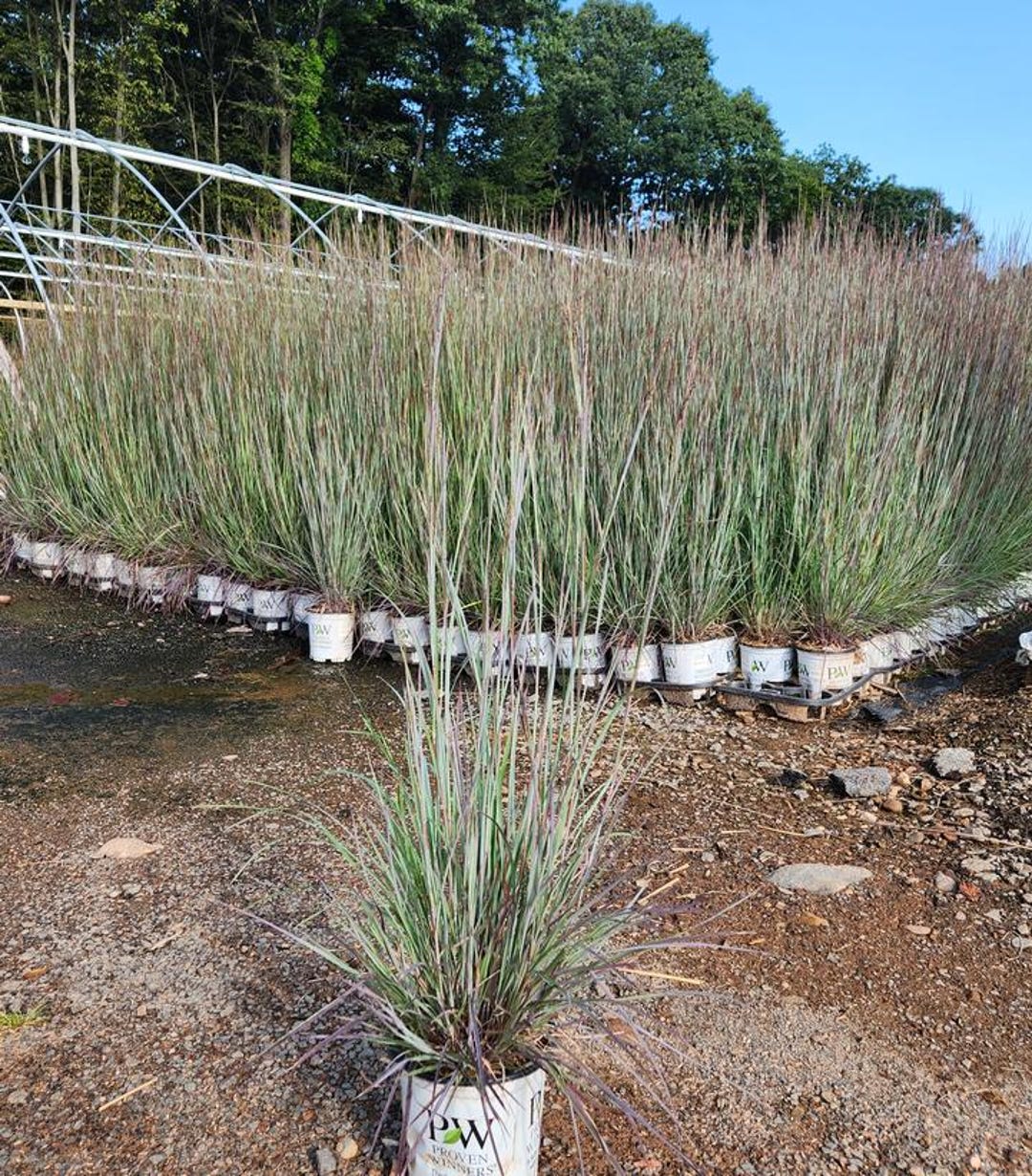 Prairie Winds® Brush Strokes Little Bluestem Grass | 1 Gallon Container ...