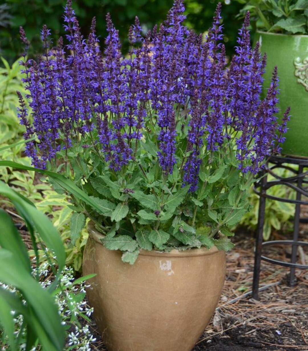 Color Spires® Violet Riot Meadow Sage | 1 Gallon Container | Proven ...