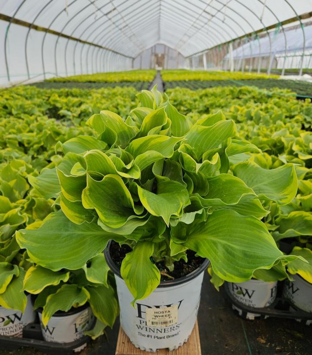 Shadowland® Wheee! Hosta | 1 Gallon Container | Proven Winners | Hosta ...